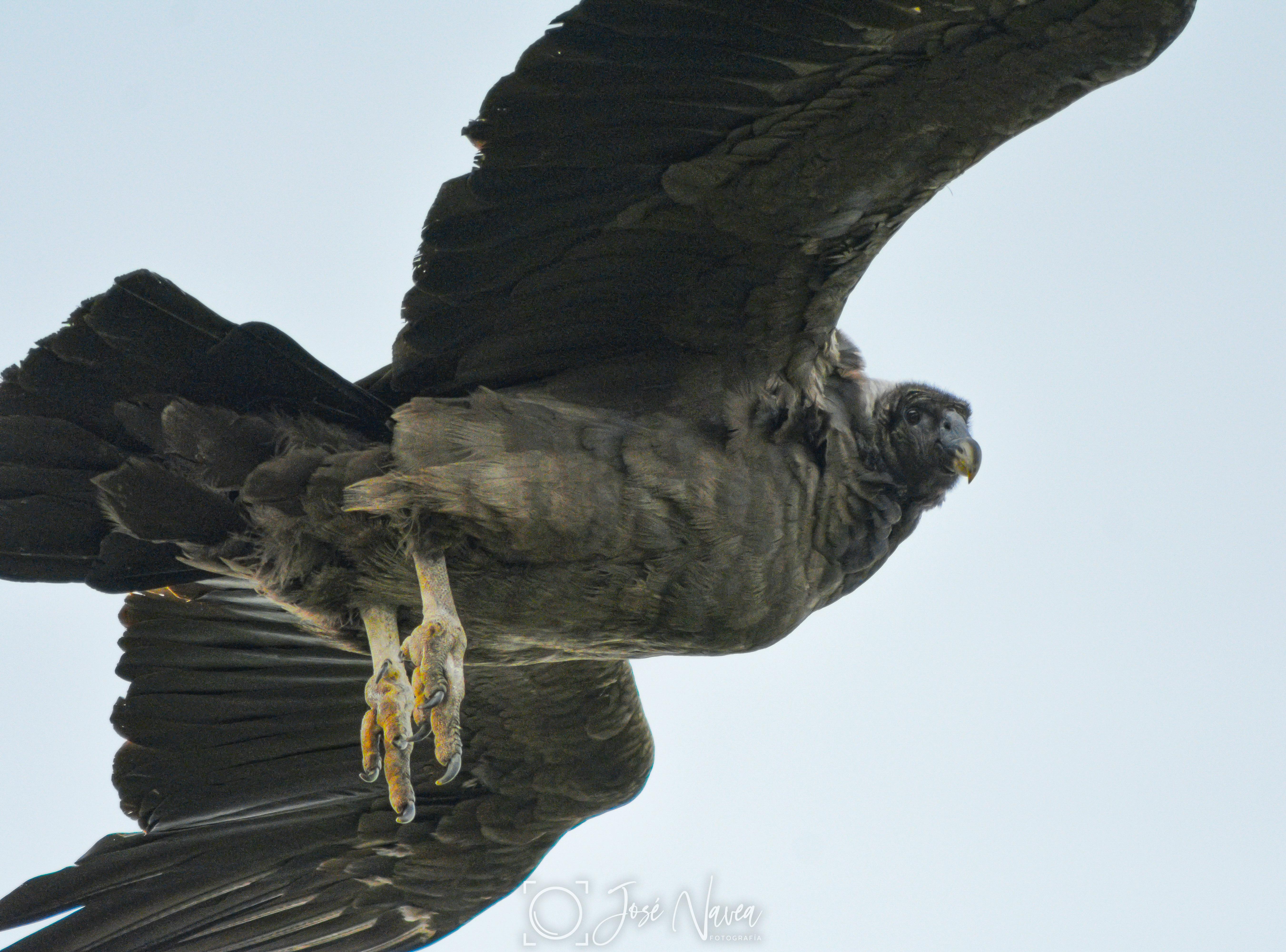 Día Internacional del Cóndor Andino: El emblema de 28 de Noviembre